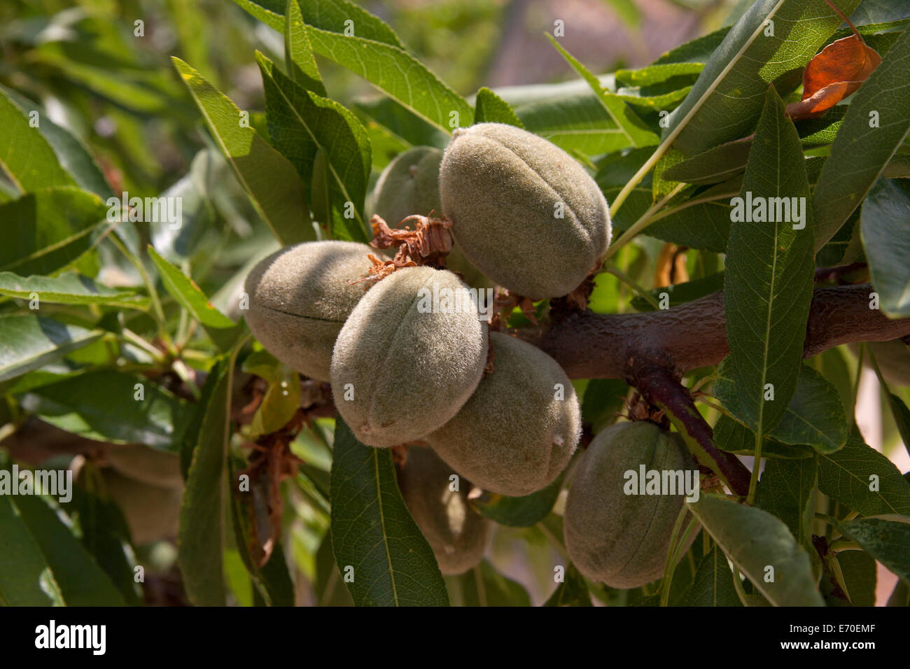 Fruit valencia spain hi-res stock photography and images - Alamy
