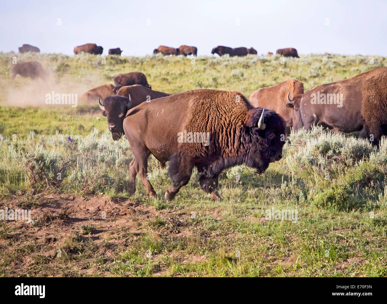 Yellowstone bison herd hi-res stock photography and images - Alamy