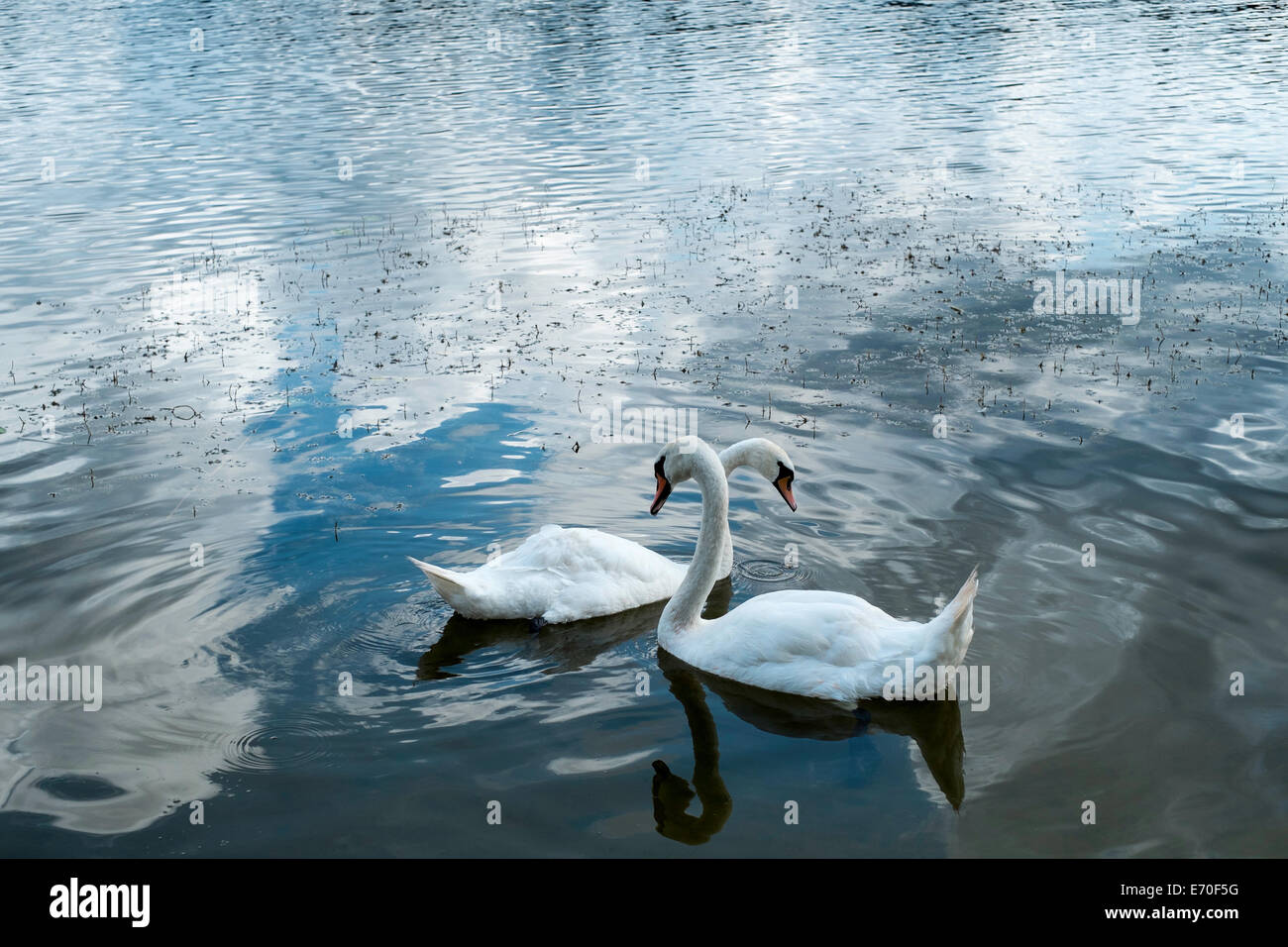 Giby poland swan nature water hi-res stock photography and images - Alamy