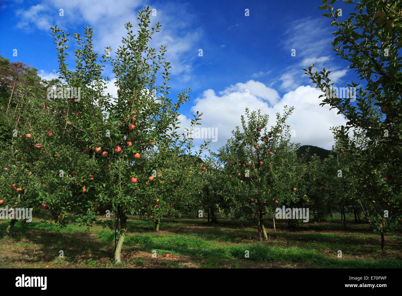 Field apple tree fruit hi-res stock photography and images - Alamy