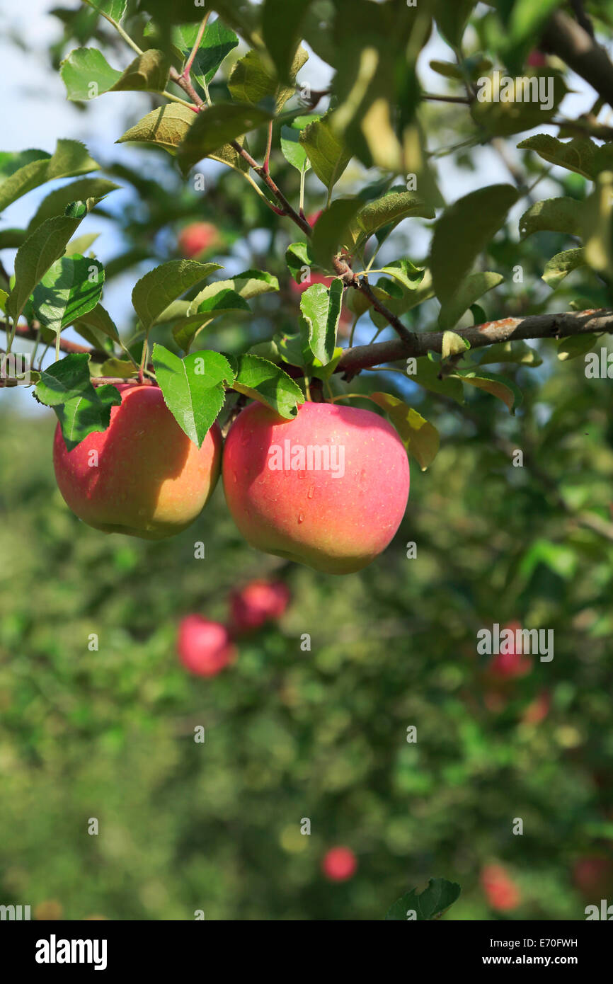 Field apple tree fruit hi-res stock photography and images - Alamy