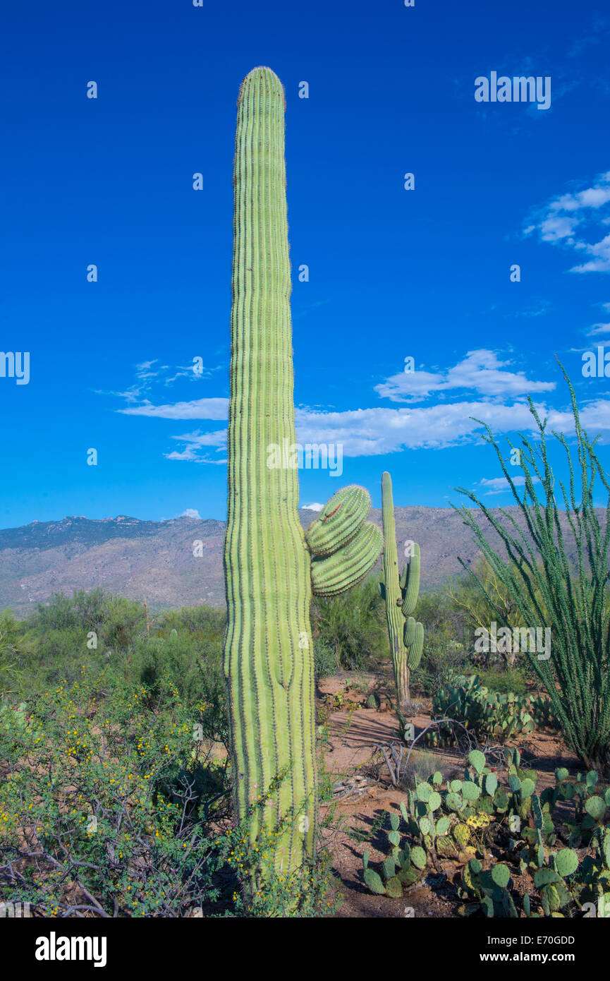 Giant Saguaro cactus in Sonoran desert in southern Arizona Stock Photo ...