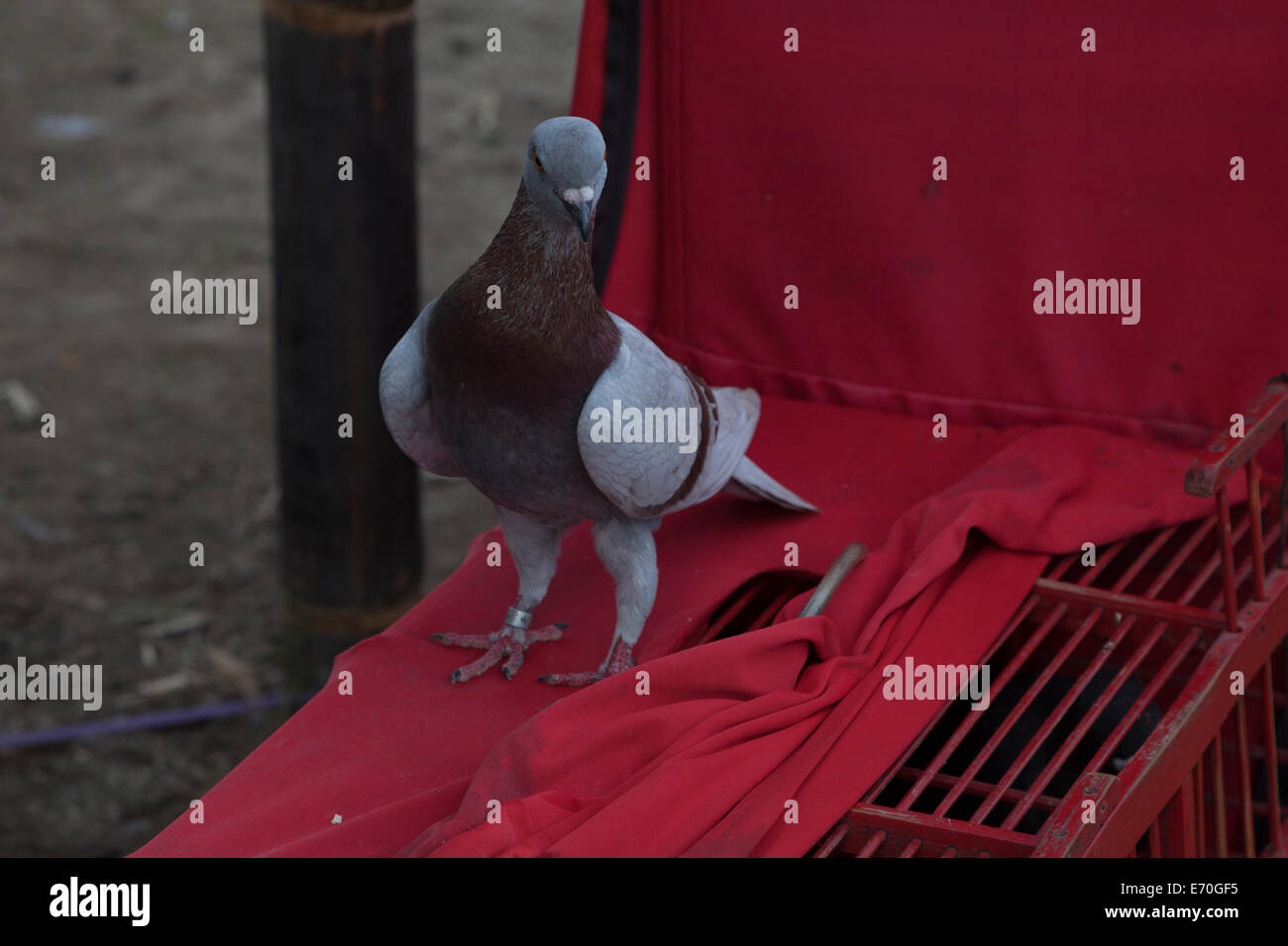 Racing pigeon hi-res stock photography and images - Alamy