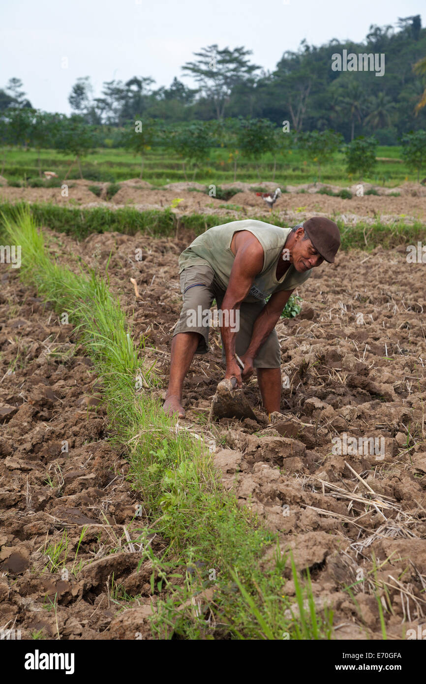 Hoeing High Resolution Stock Photography and Images - Alamy