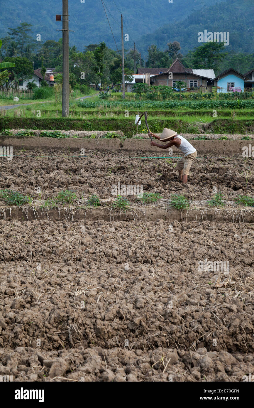 Borobudur, Java, Indonesia. Farmer Hoeing his Field in Preparation for ...