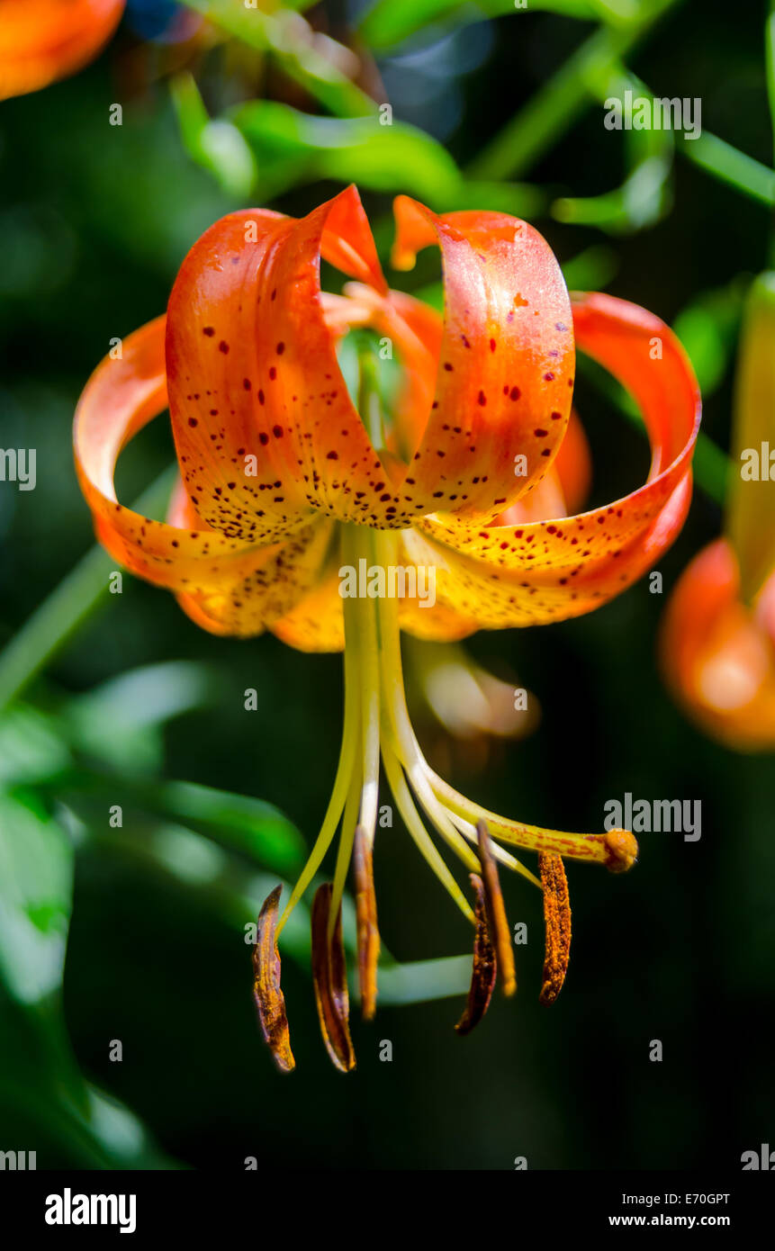Wildflower with orange petals hi-res stock photography and images - Alamy