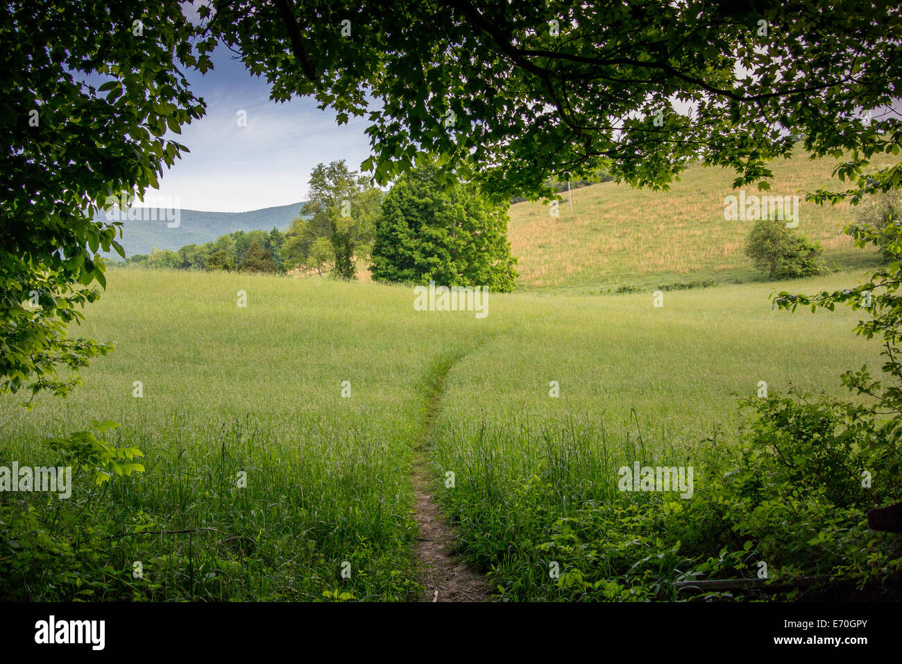 A narrow dirt path leads out of a forest into an open meadow Stock ...