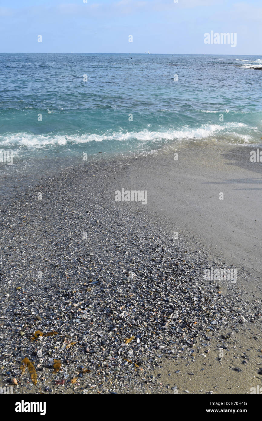 Sea Shells in Laguna Beach Stock Photo - Alamy