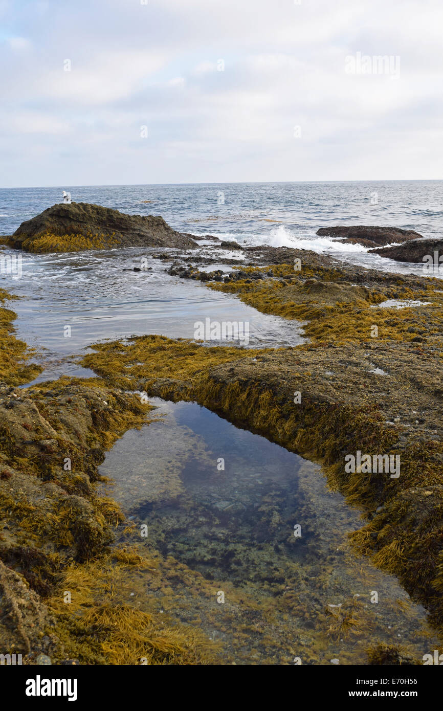 Laguna Tide Pools Stock Photo - Alamy