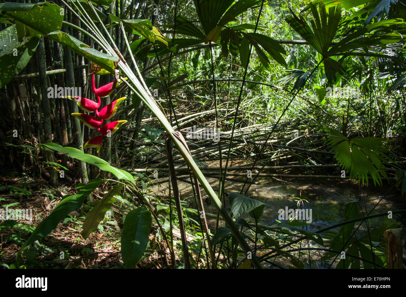 Tropical rain forest ecosystem hi-res stock photography and images - Alamy