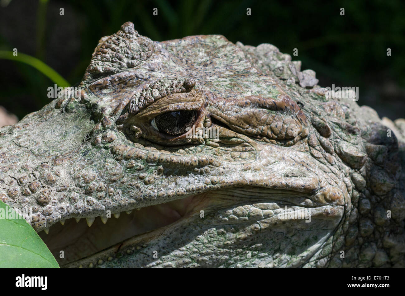 Spectacled caiman (Caiman crocodilus) in the Tingo Maria jungle. Peru ...