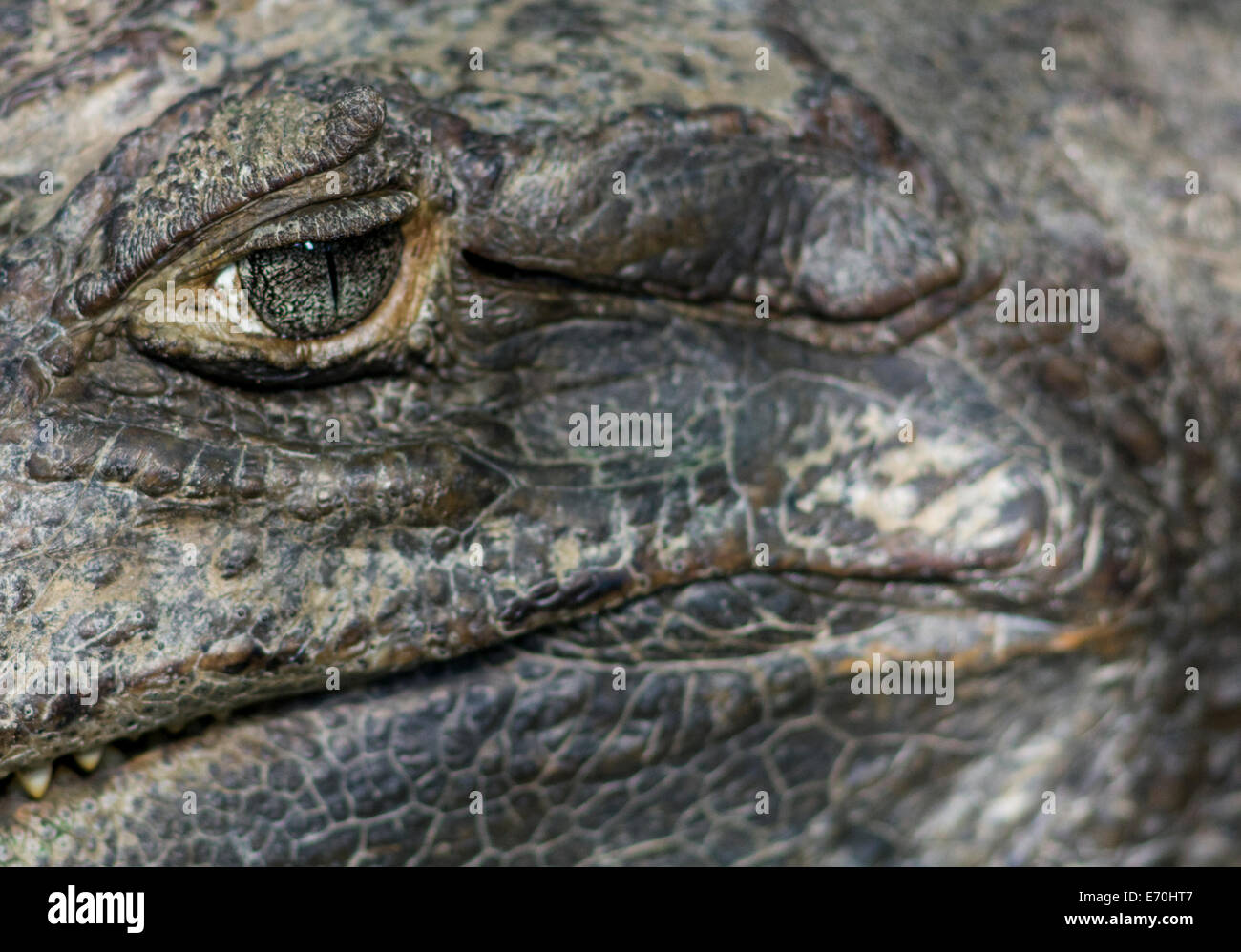 Spectacled caiman (Caiman crocodilus) in the Tingo Maria jungle. Peru ...