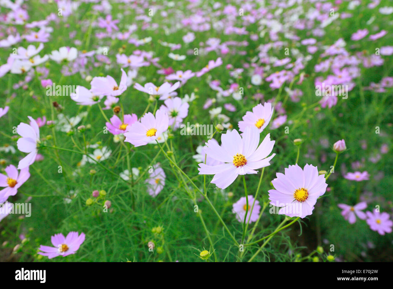 Beautiful cosmos flowers Stock Photo - Alamy