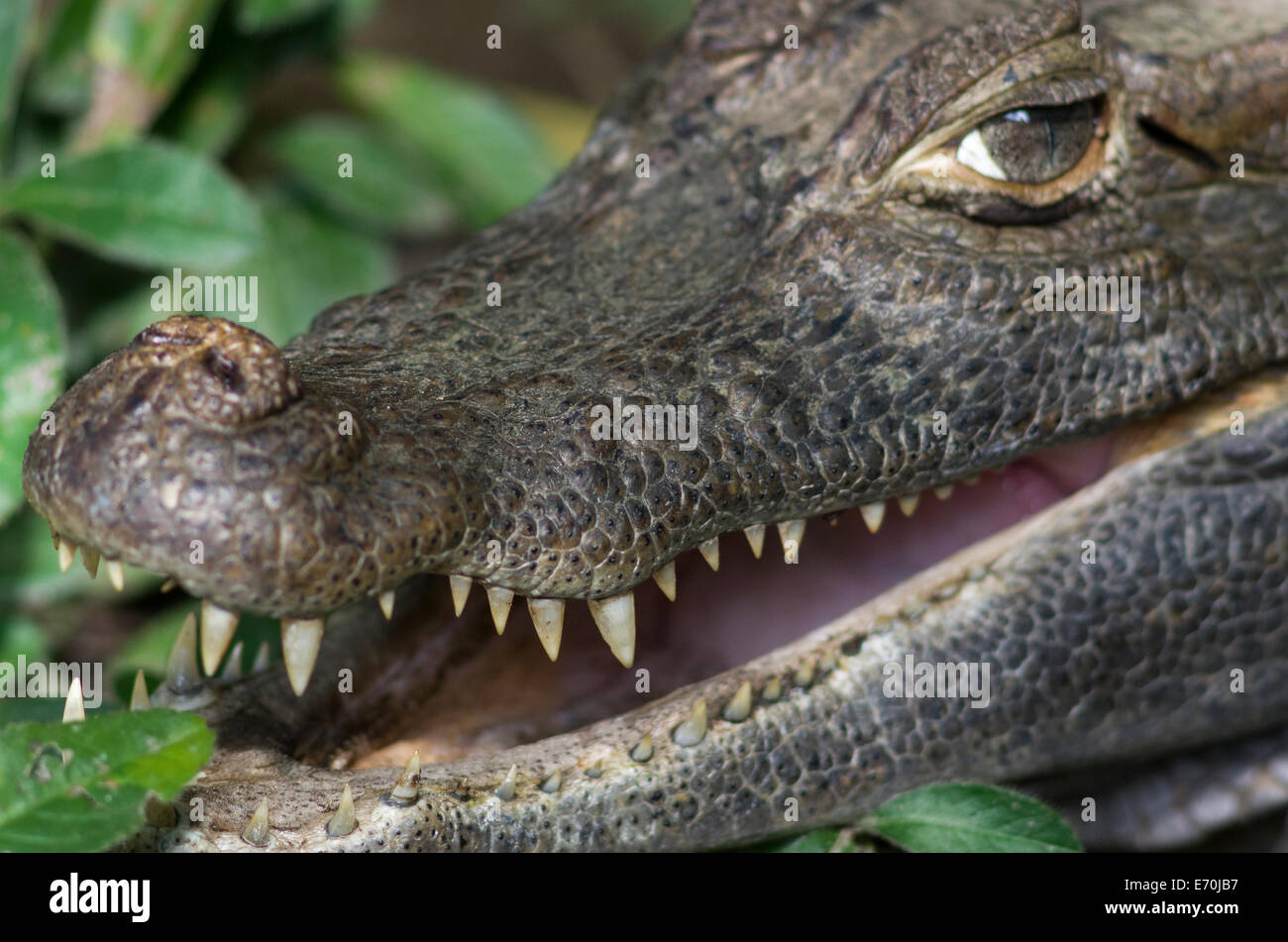 Spectacled caiman (Caiman crocodilus) in the Tingo Maria jungle. Peru ...