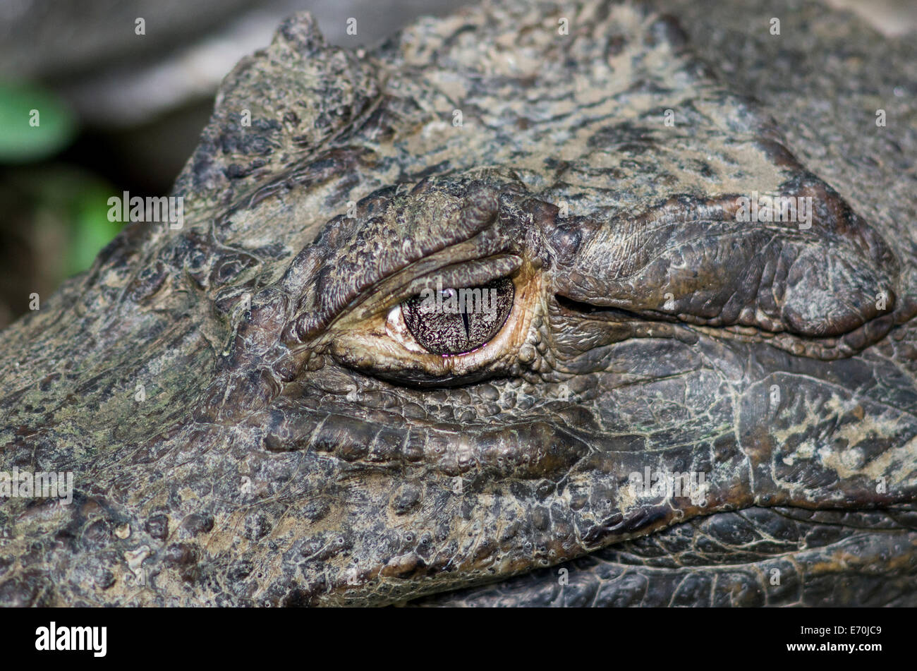 Spectacled caiman (Caiman crocodilus) in the Tingo Maria jungle. Peru ...