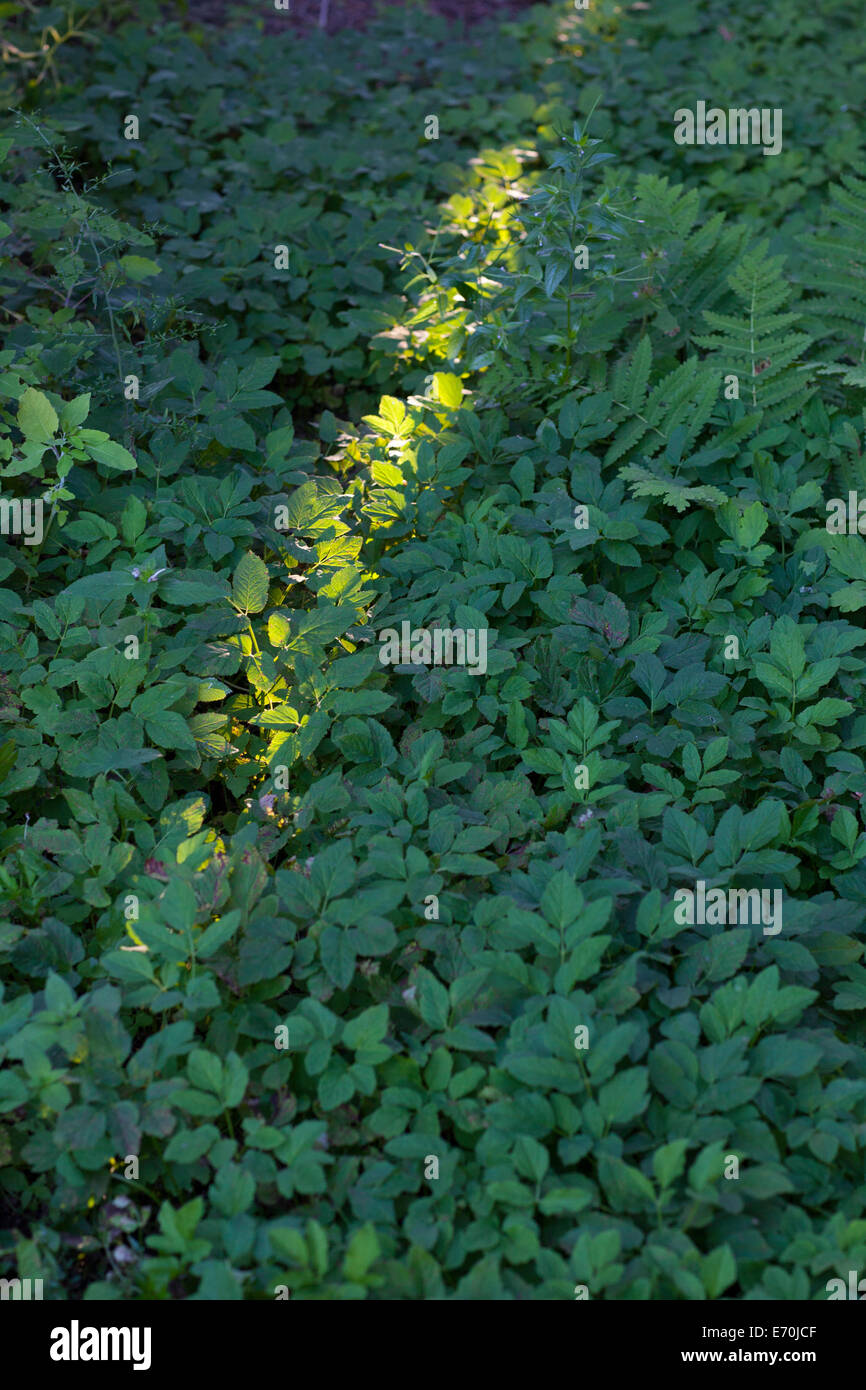 streak of sunlight on green ground cover Stock Photo - Alamy