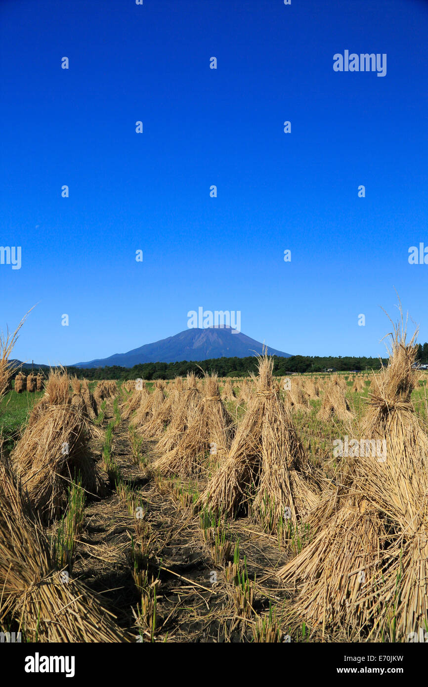 Mt.Iwate and Landscape of rice field with blue sky Stock Photo - Alamy