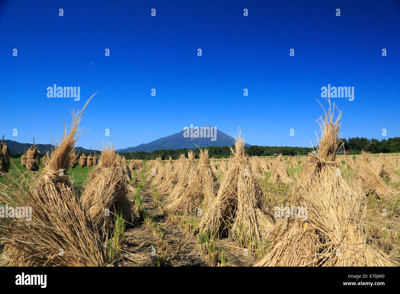 Mt.Iwate and Landscape of rice field with blue sky Stock Photo - Alamy