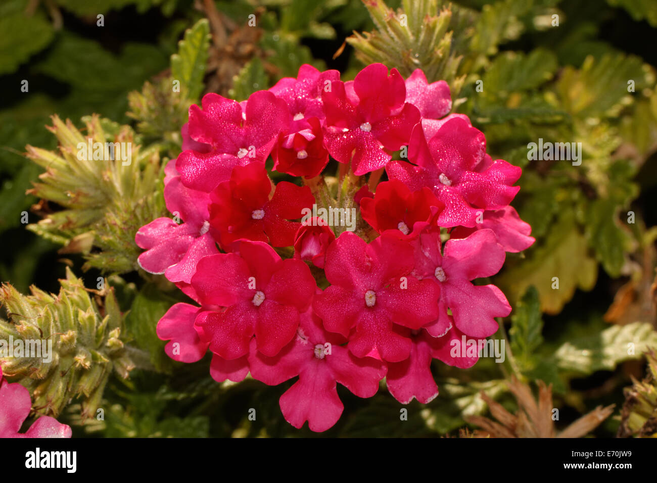 Homestead Red Verbena or Hardy Verbena Stock Photo - Alamy