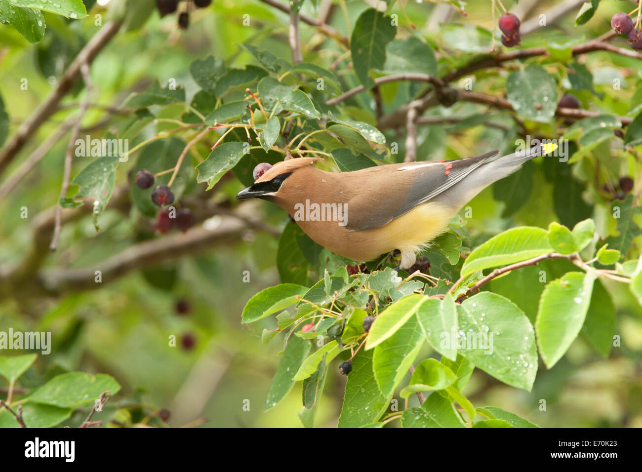 Serviceberry tree hi-res stock photography and images - Alamy