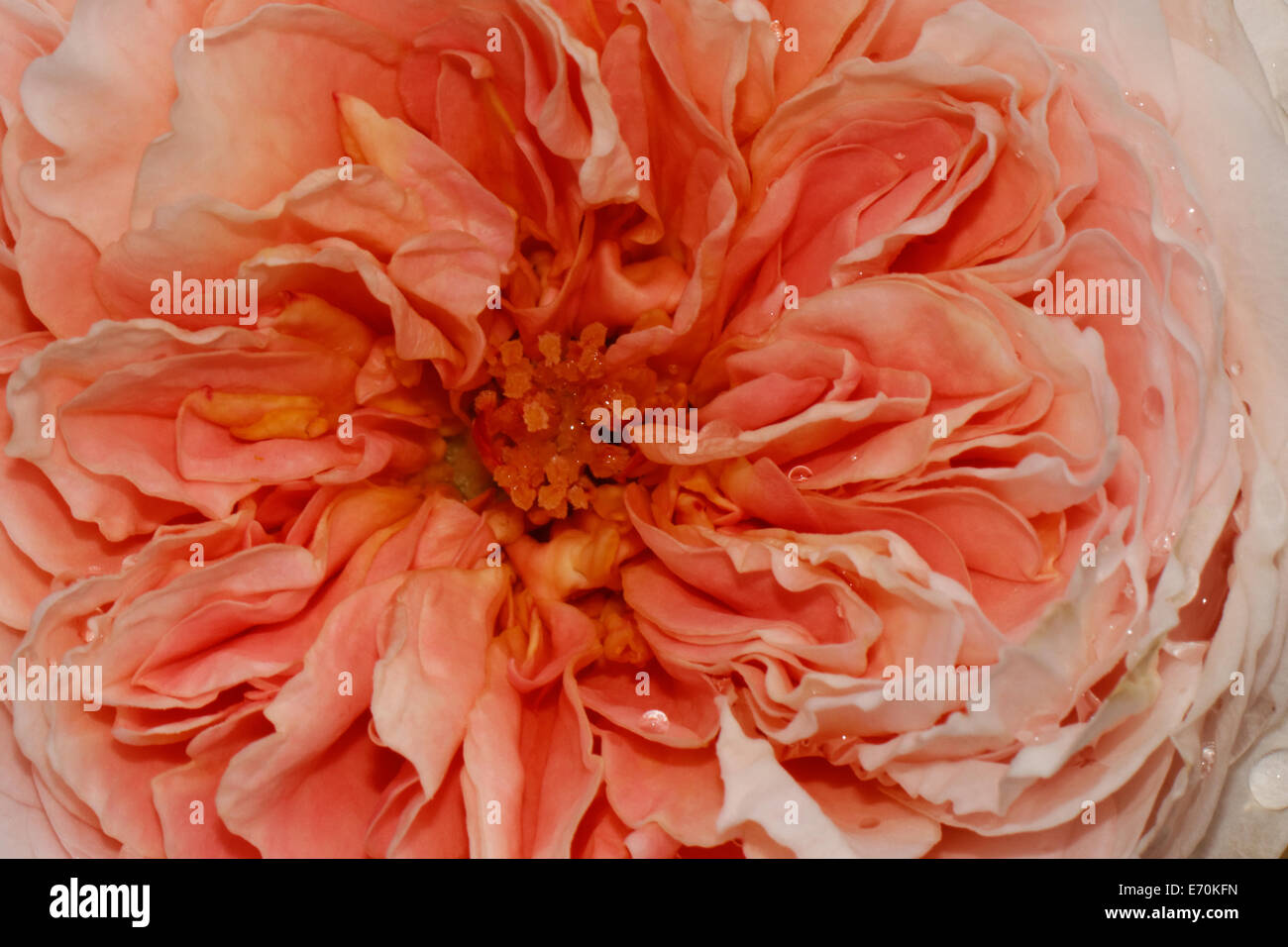 Pink Rose close up Stock Photo - Alamy