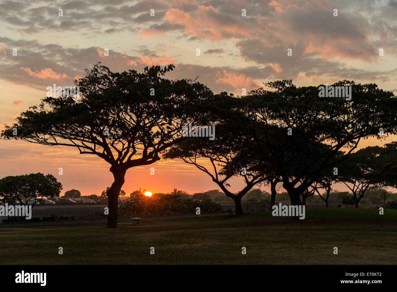 Trees in sunset Stock Photo - Alamy