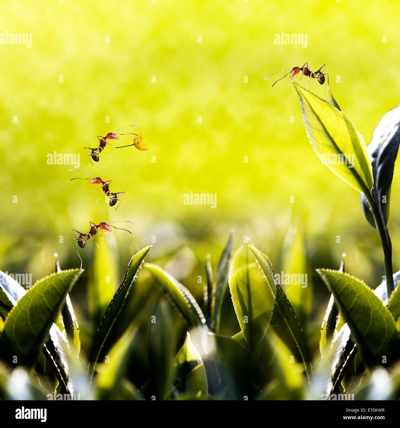 Ant medicine hi-res stock photography and images - Alamy