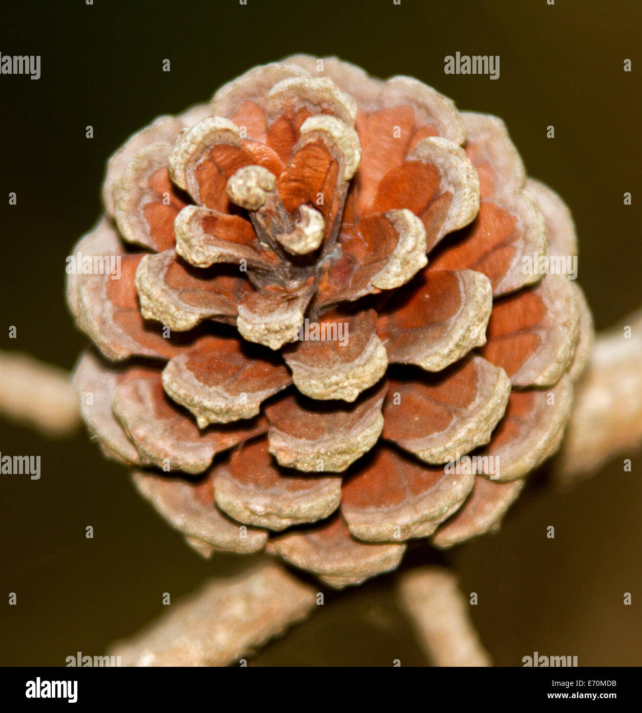 Pine cone seed hi-res stock photography and images - Alamy
