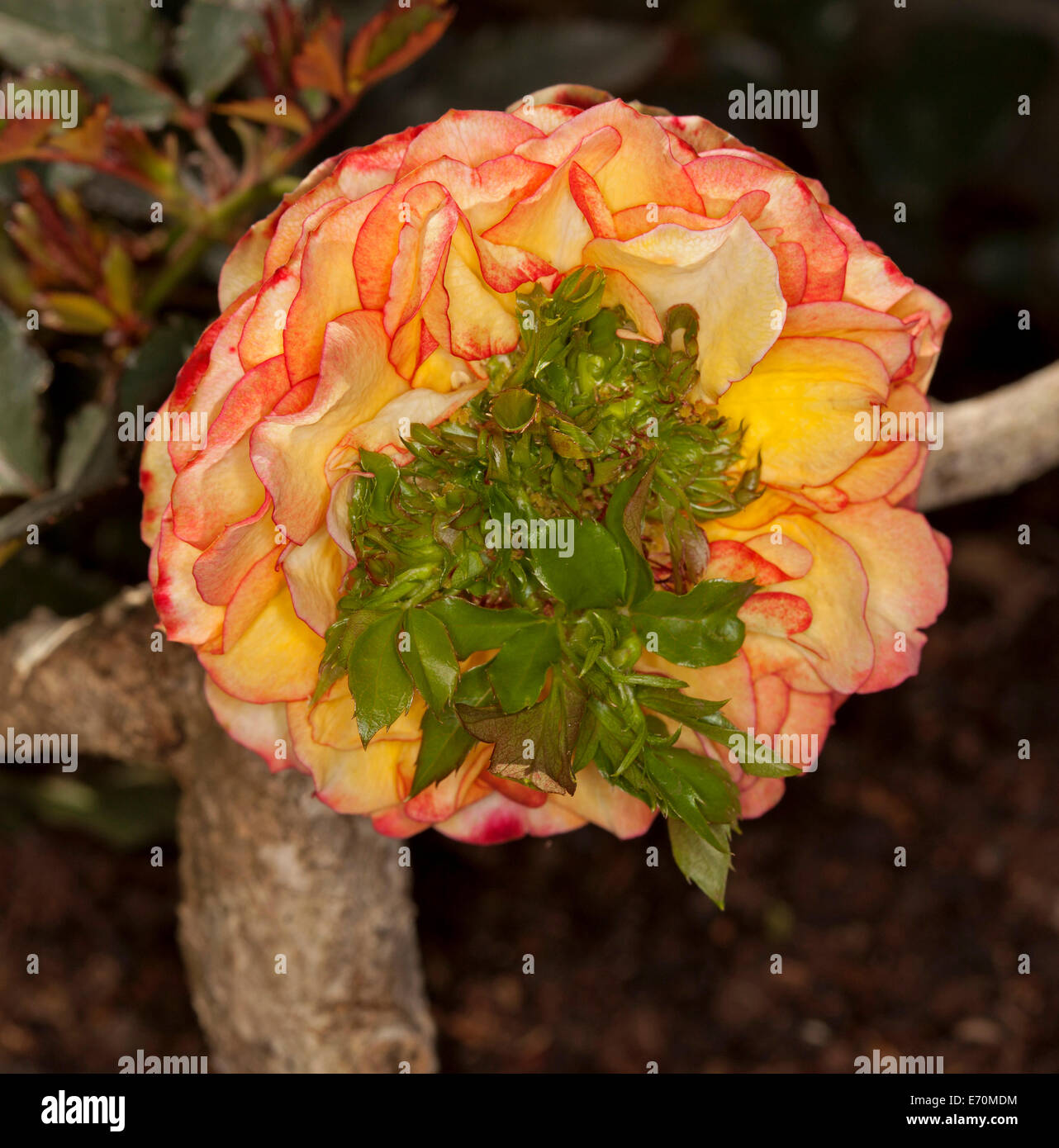 Growing genetic plants High Resolution Stock Photography and Images - Alamy