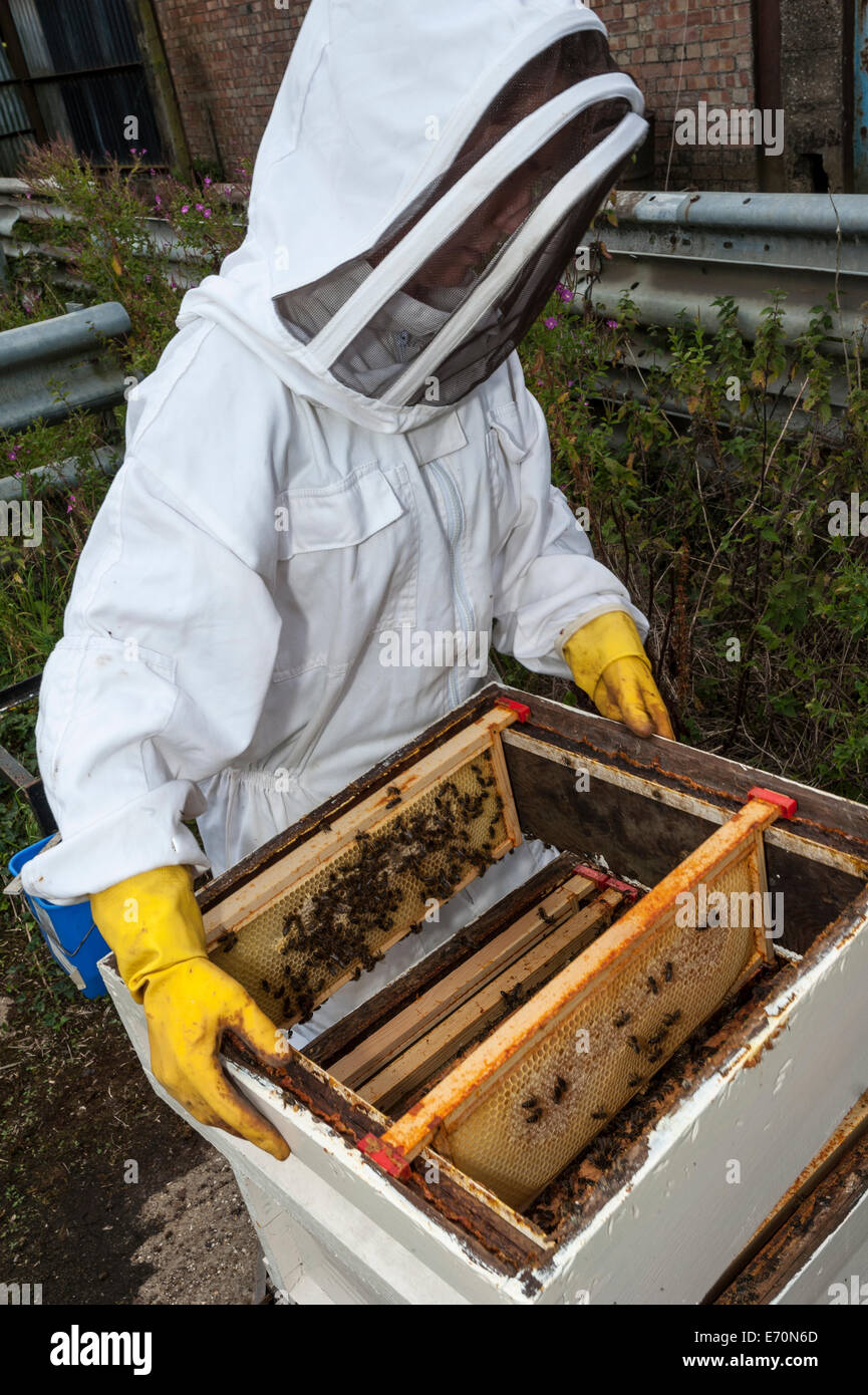 Brood box and super hi-res stock photography and images - Alamy