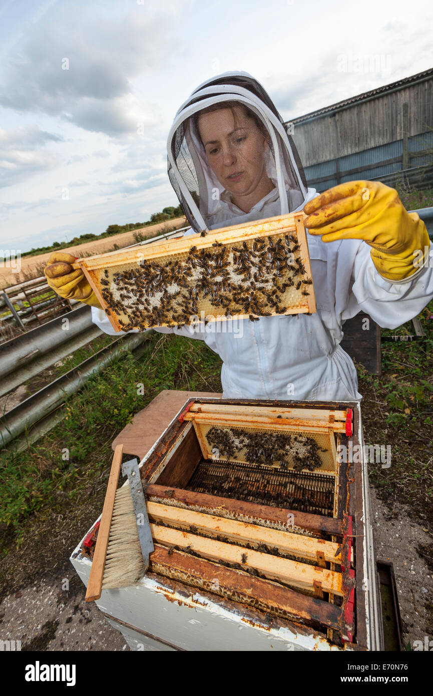 A woman beekeeper checking the honey production in one of her bee hives ...