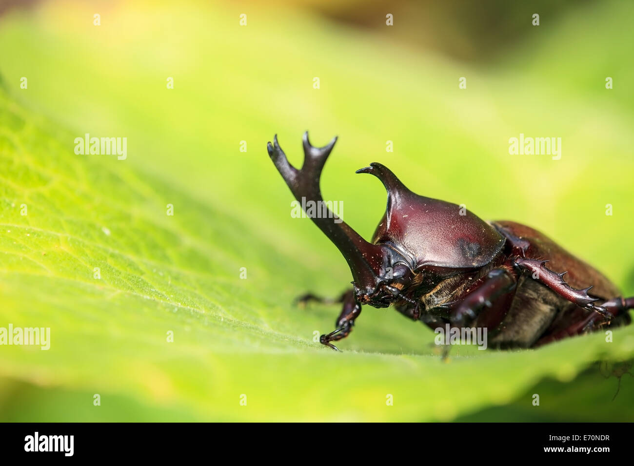 Beetle foot hi-res stock photography and images - Alamy