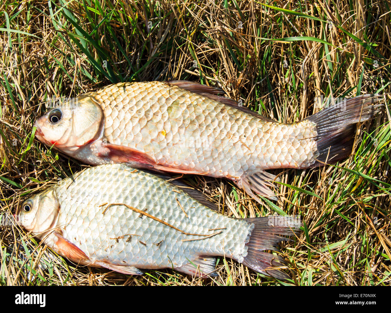 Fish on the grass Stock Photo - Alamy