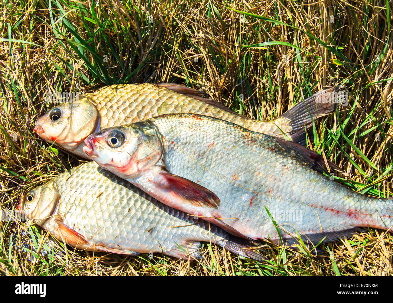 Fish on the grass Stock Photo - Alamy