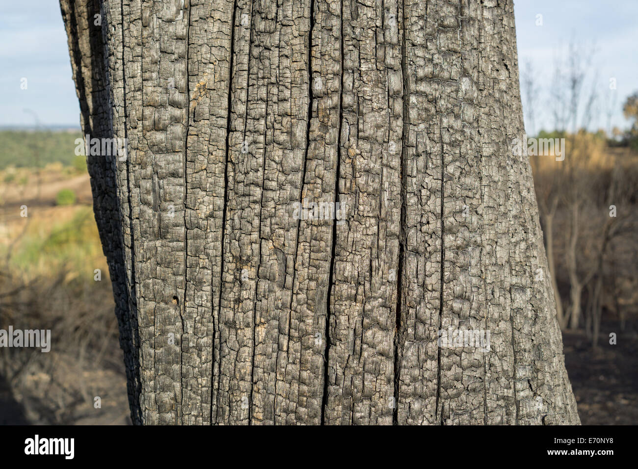 Tree trunk after the Fire Stock Photo - Alamy