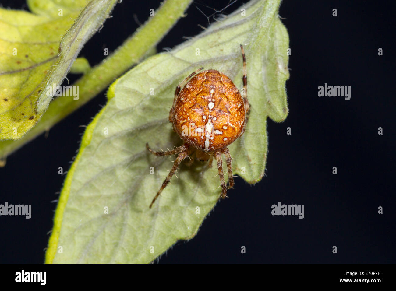 Araneus diadematus European garden spider Gartenkreuzspinne Stock Photo ...