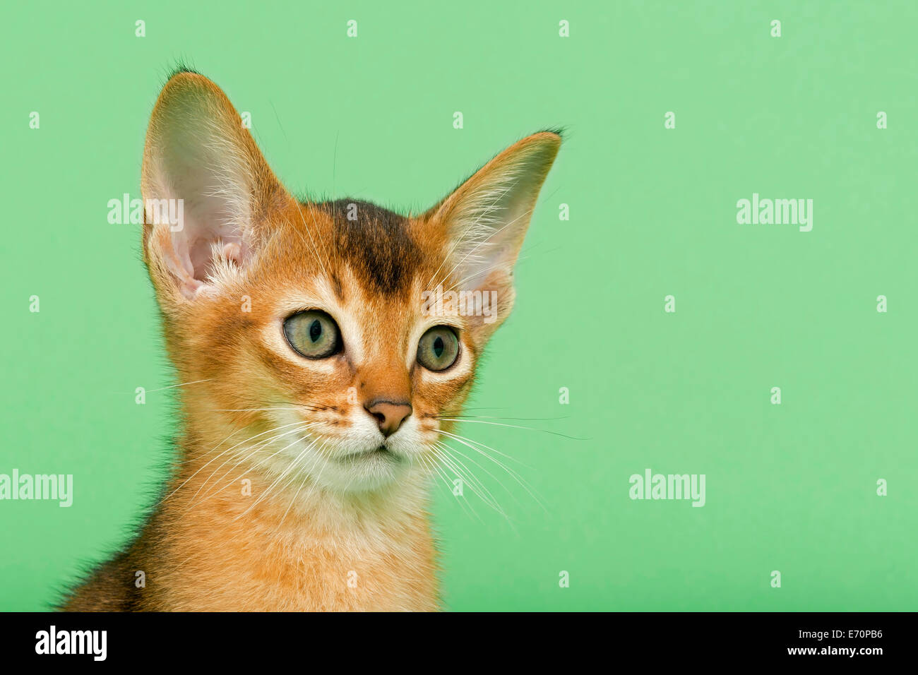 Abyssinian kitten, 9 weeks, ruddy Stock Photo - Alamy