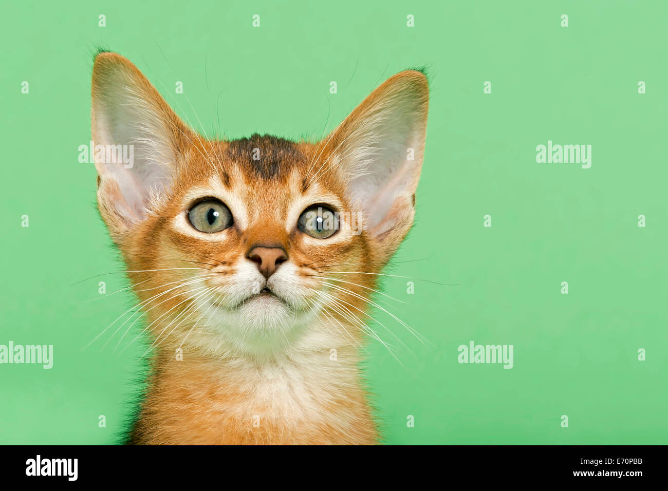 Abyssinian kitten, 9 weeks, ruddy Stock Photo - Alamy