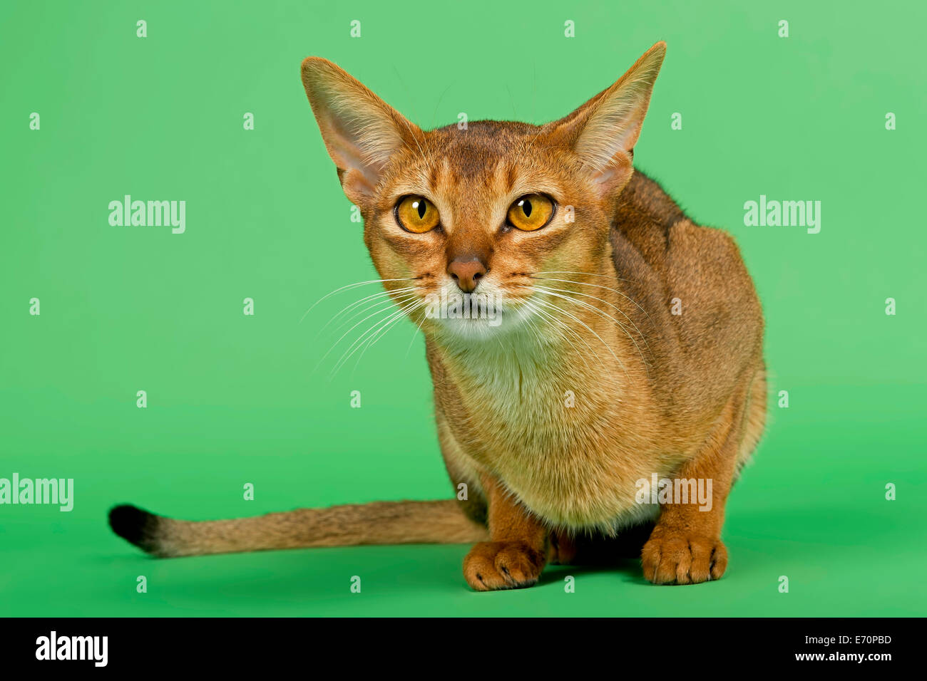 Abyssinian cat hi-res stock photography and images - Alamy