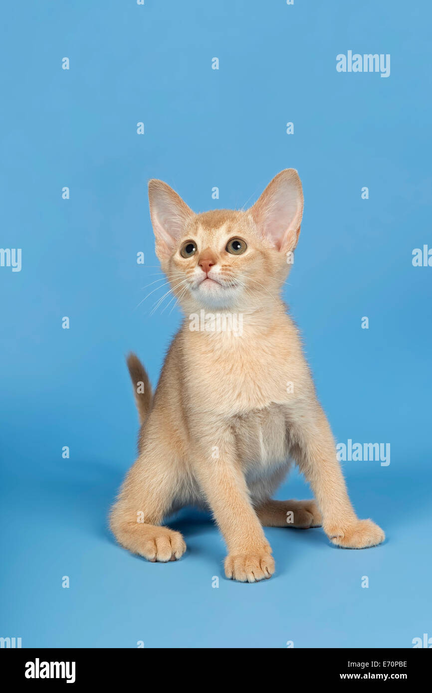 Fawn Abyssinian Cat
