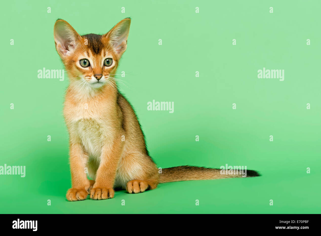 Abyssinian kitten, 9 weeks, ruddy Stock Photo - Alamy
