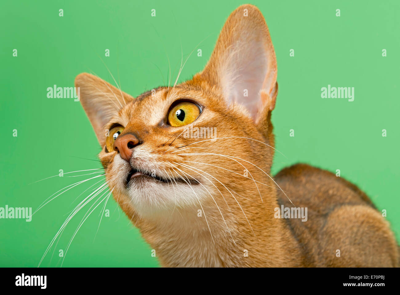 Abyssinian cat hi-res stock photography and images - Alamy