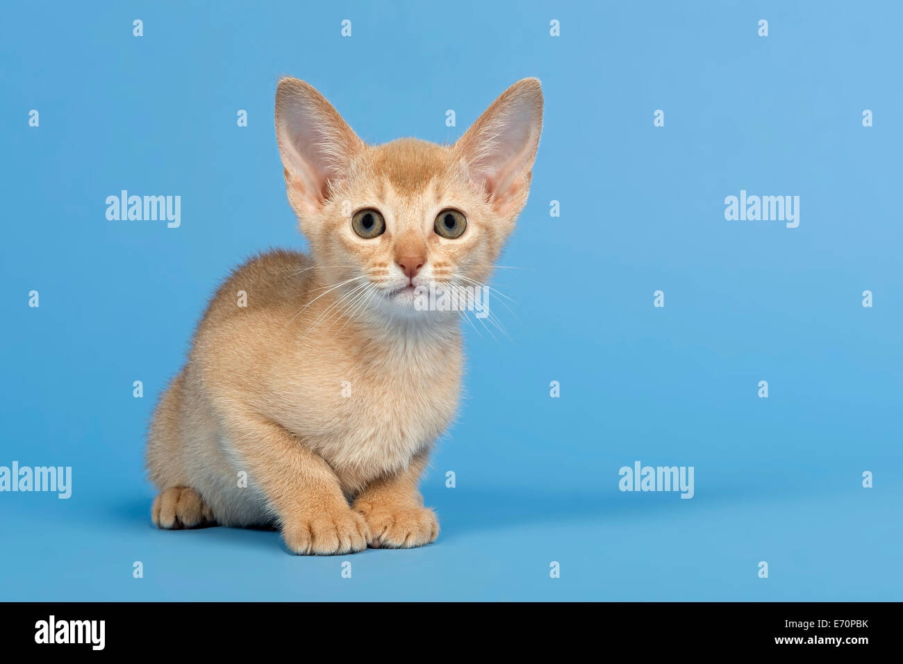 Fawn colour hi-res stock photography and images - Alamy
