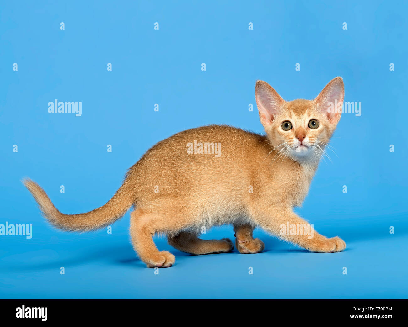 Fawn colour hi-res stock photography and images - Alamy