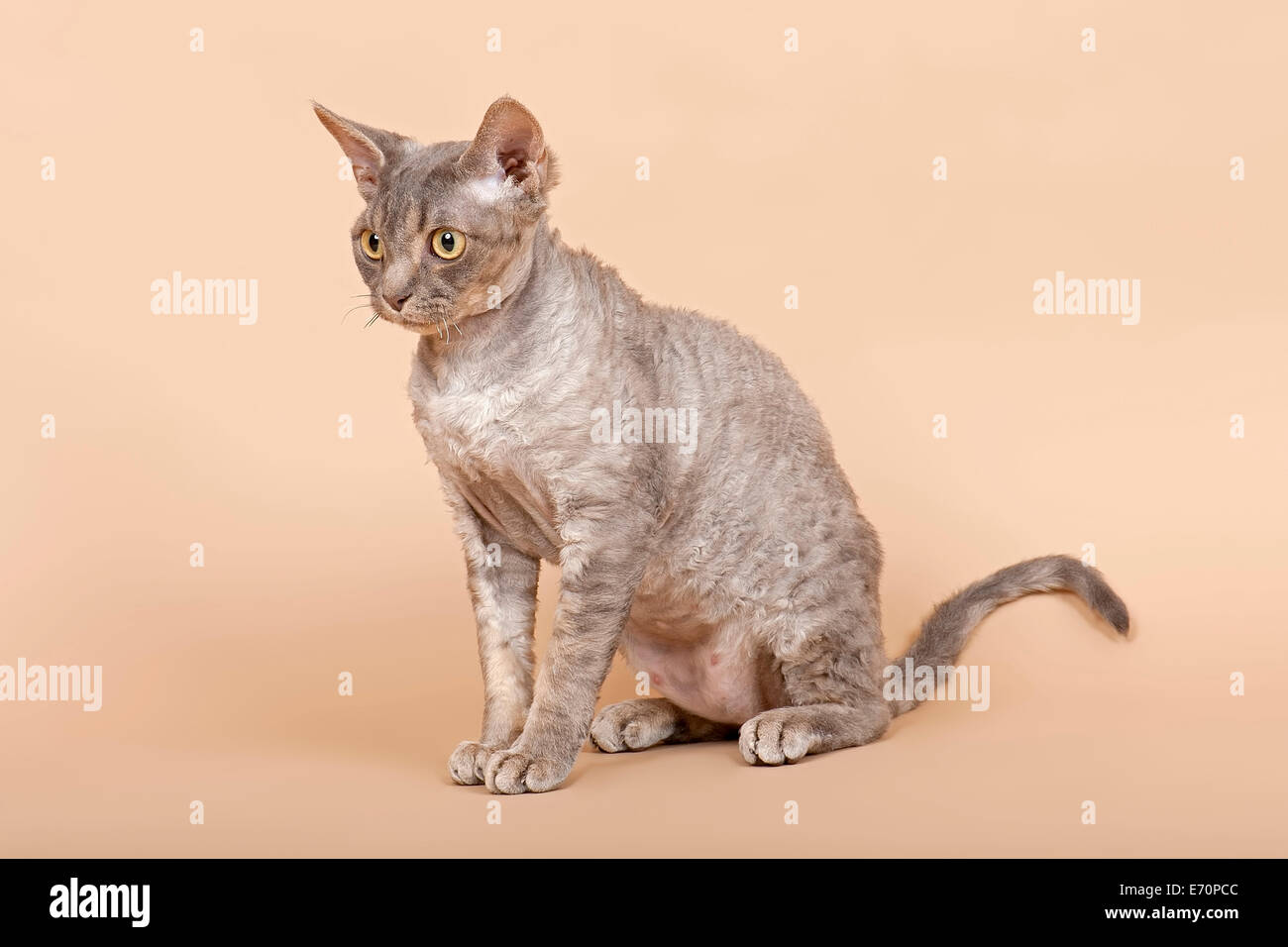 Purebred Devon Rex cat Stock Photo - Alamy