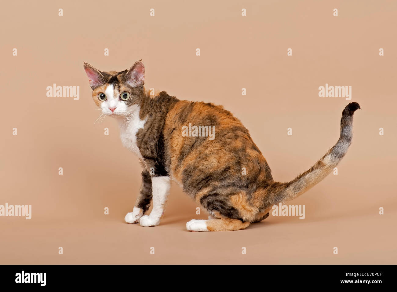 Devon rex cat side hi-res stock photography and images - Alamy