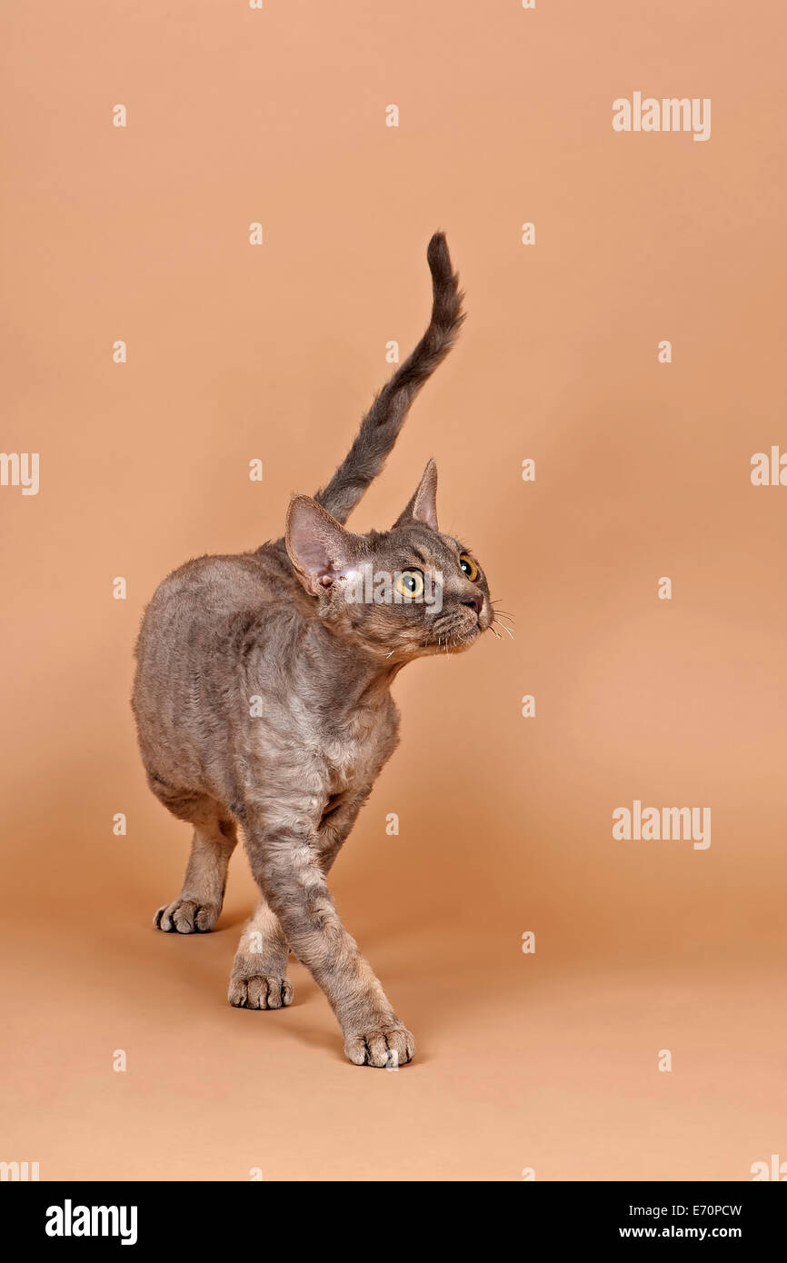 Purebred Devon Rex cat Stock Photo - Alamy