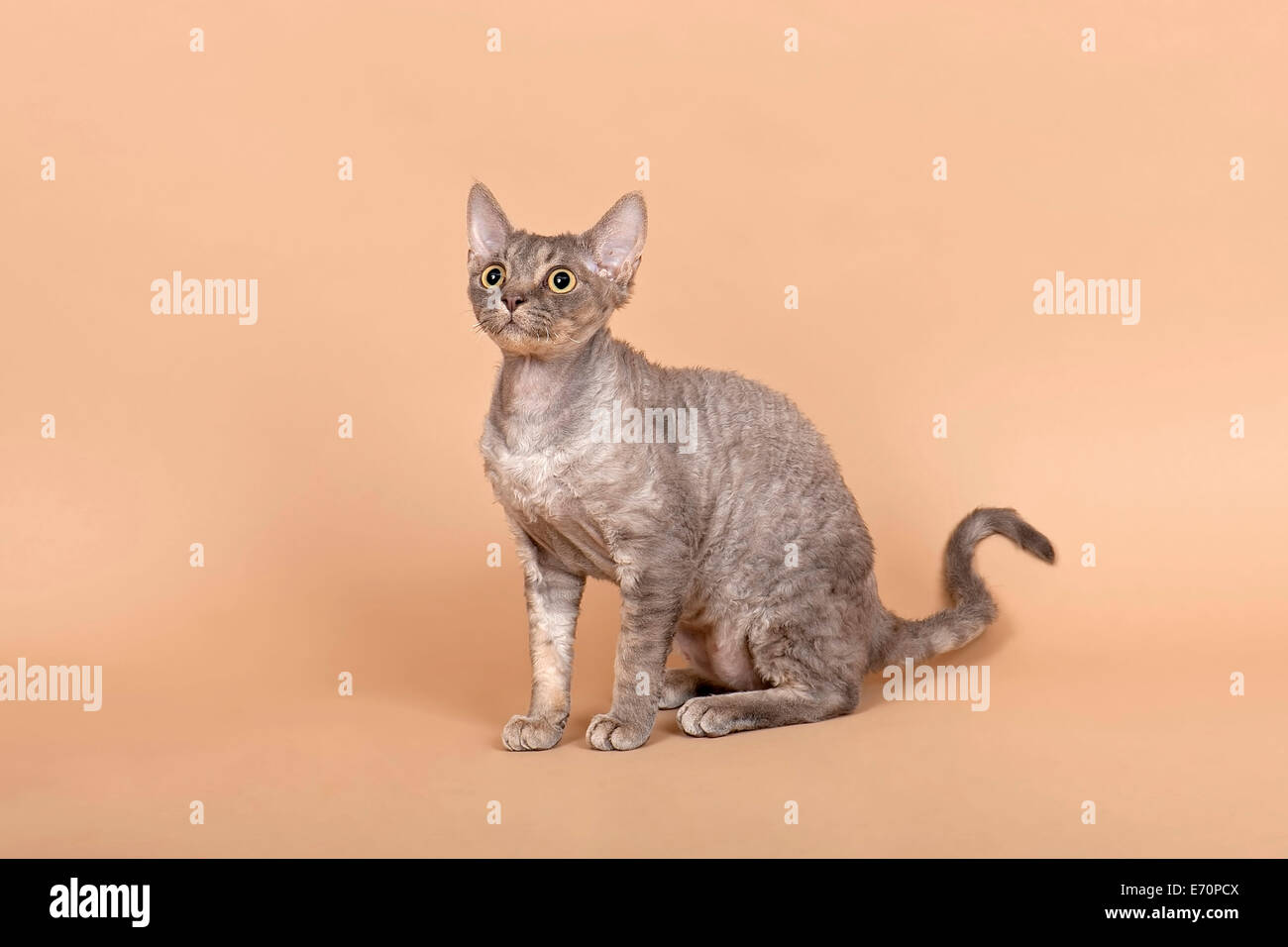 Purebred Devon Rex cat Stock Photo - Alamy