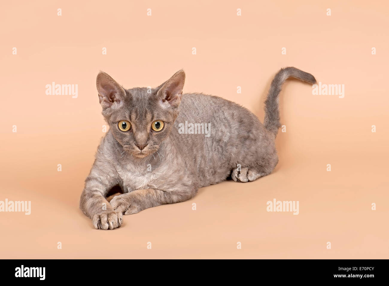 Purebred Devon Rex cat Stock Photo - Alamy