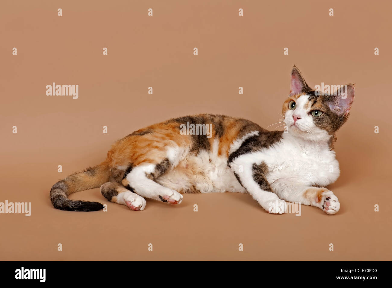 Devon rex cat side hi-res stock photography and images - Alamy